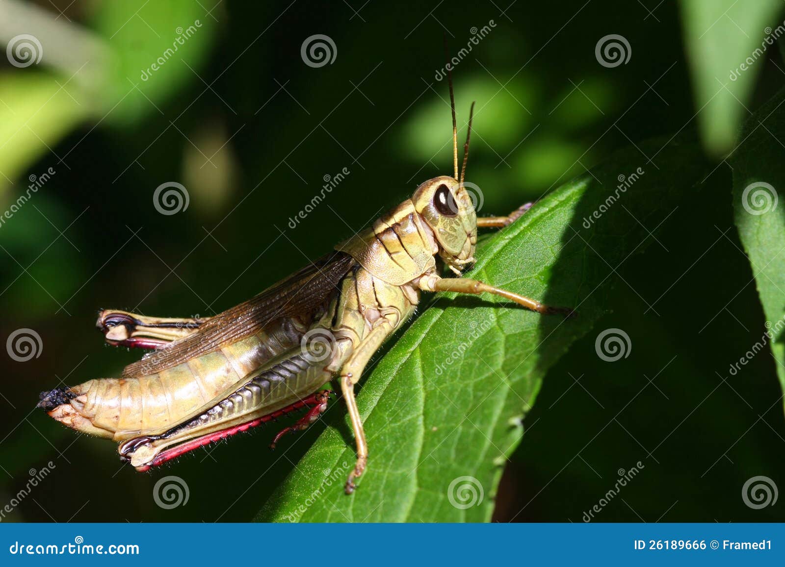 Grasshopper stock photo. Image of creature, nature, creepy - 26189666