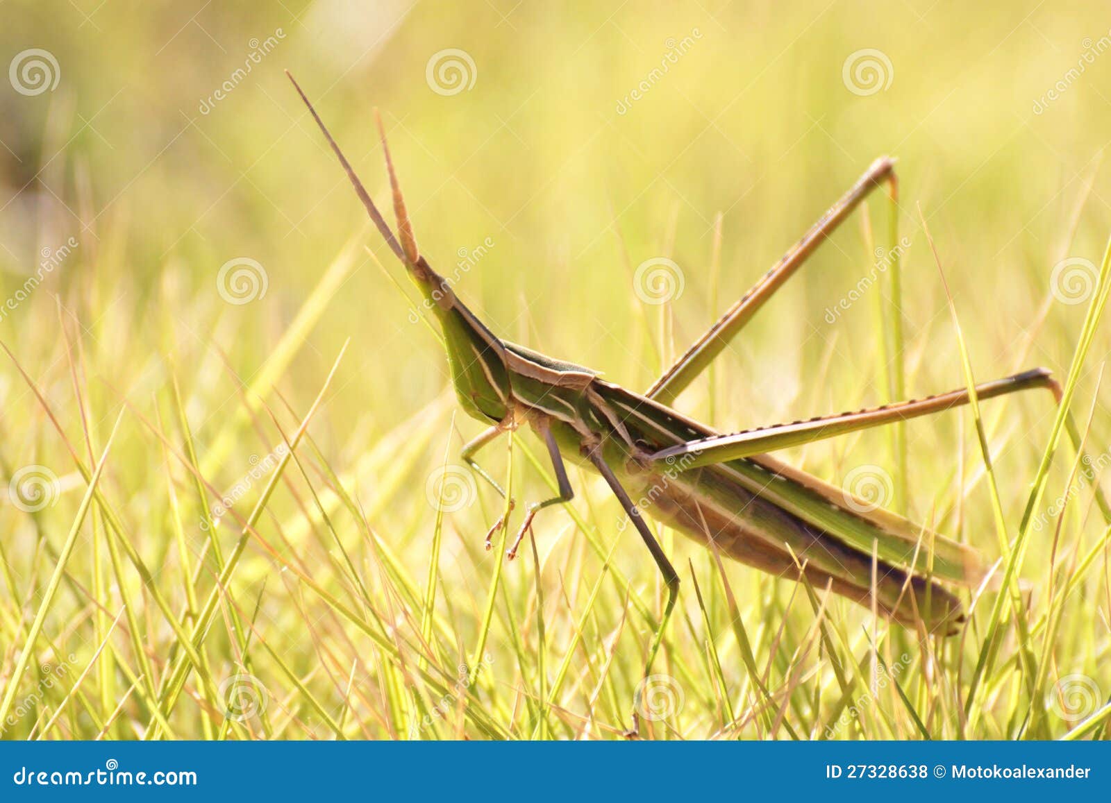 Grasshopper stock photo. Image of grasshopper, jump, lawn - 27328638