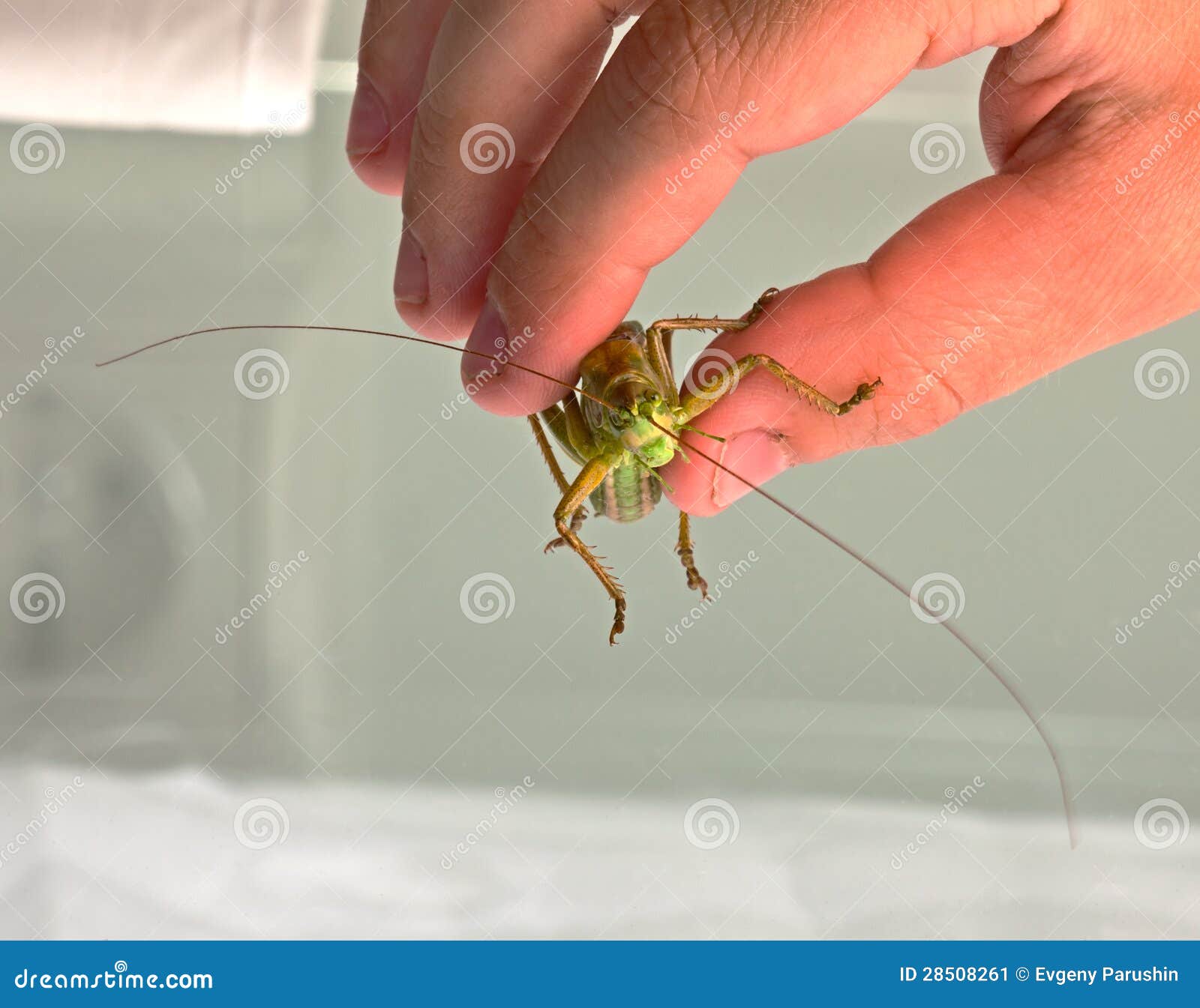 Grasshopper stock image. Image of feeler, flies, fauna - 28508261