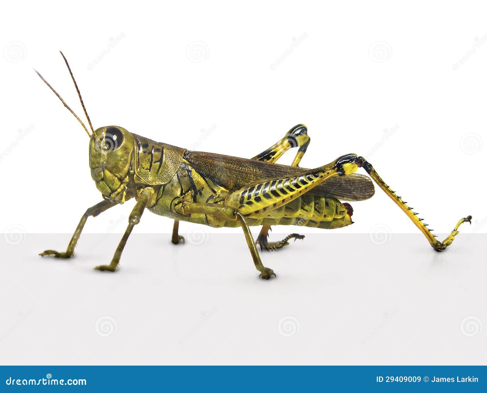 Grasshopper stock image. Image of differential, creature - 29409009