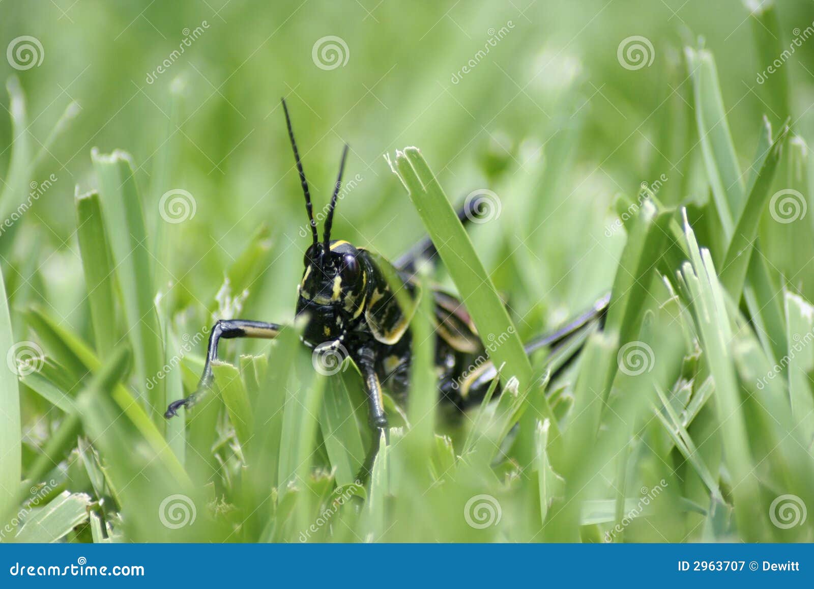 Crickets Lawn Stock Photos - Free & Royalty-Free Stock Photos from ...