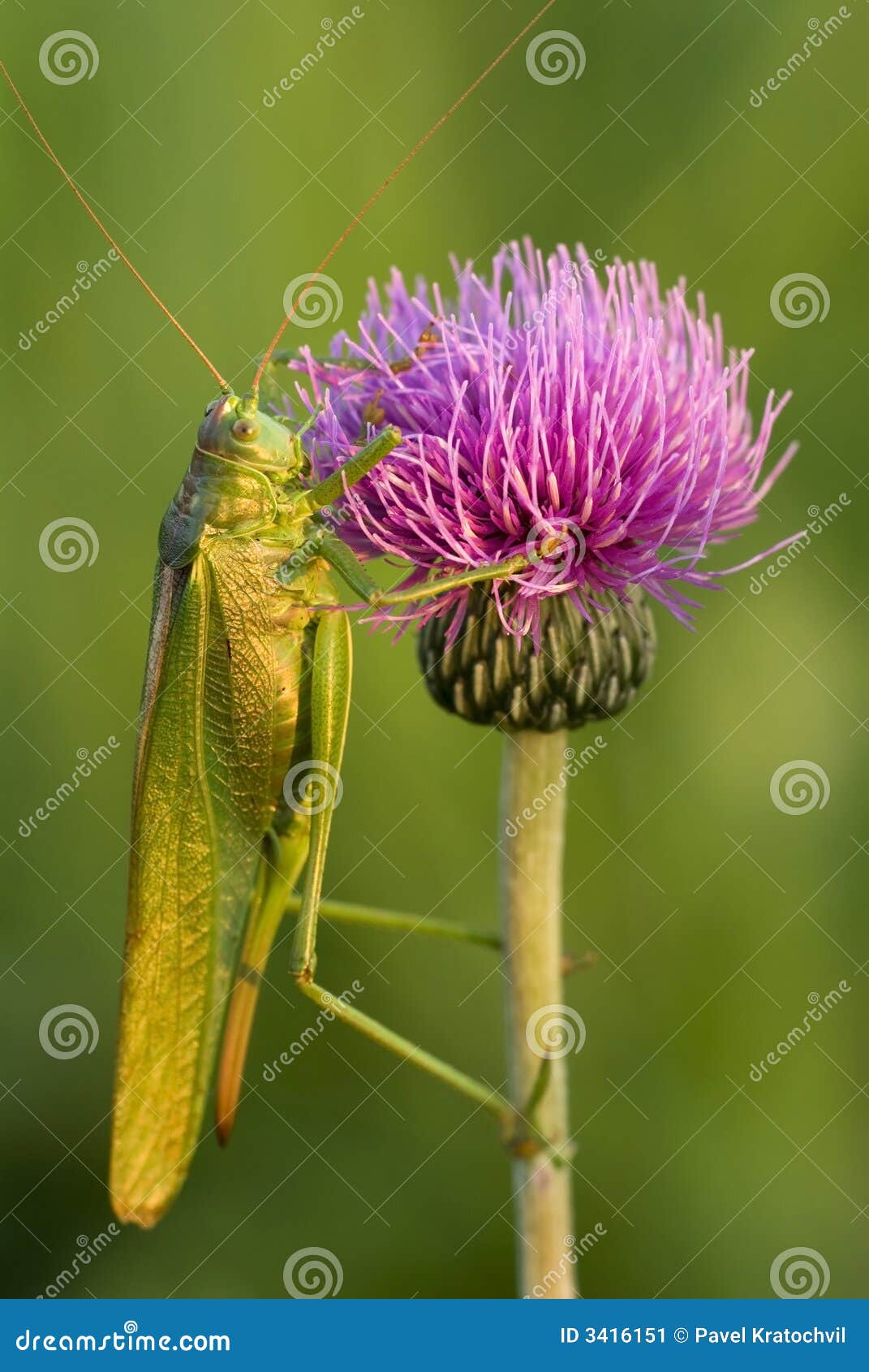 Grasshopper stock image. Image of insect, grasshopper - 3416151