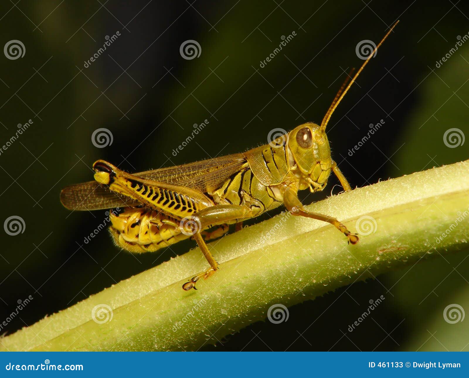 Grasshopper stock image. Image of macros, insect, grasshopper - 461133