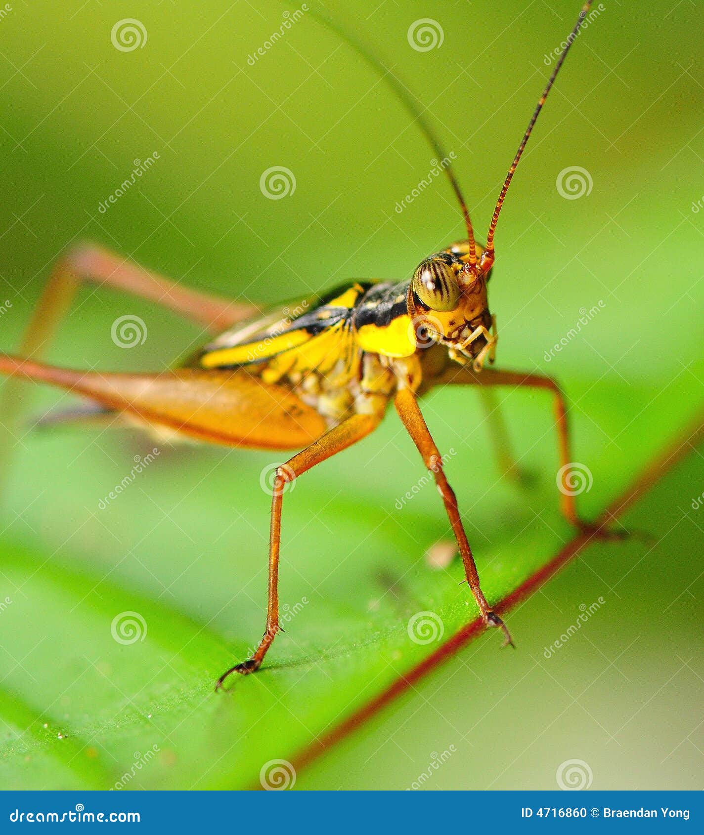 Grasshopper stock photo. Image of pest, micro, hopper - 4716860