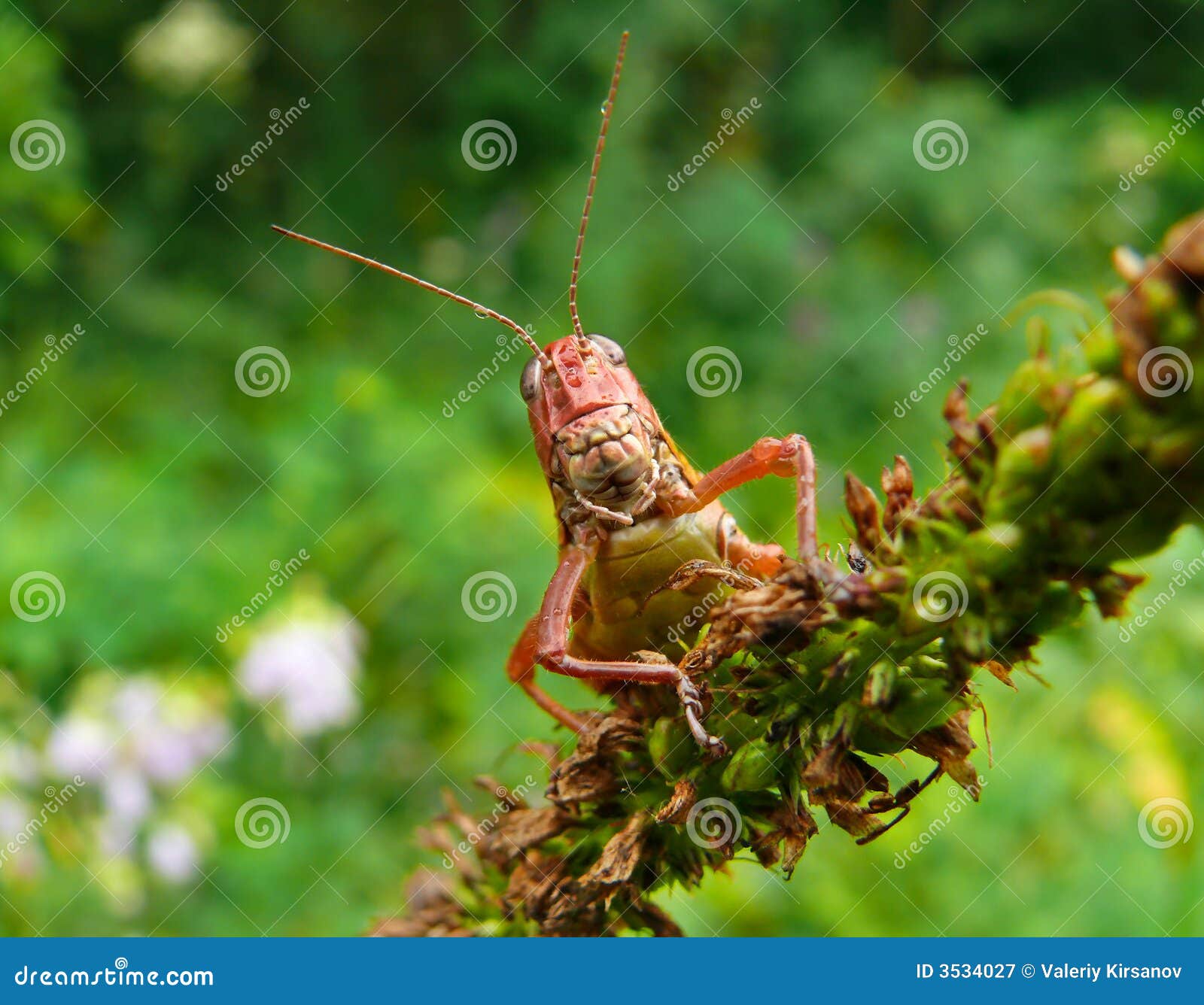 Grasshopper 5 stock image. Image of beauty, entomology - 3534027