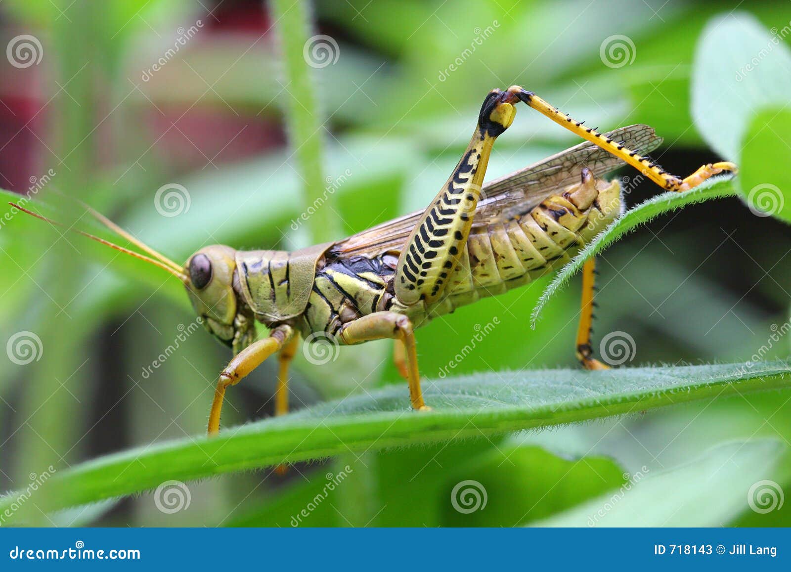 Grasshopper stock image. Image of plants, nature, animal - 718143