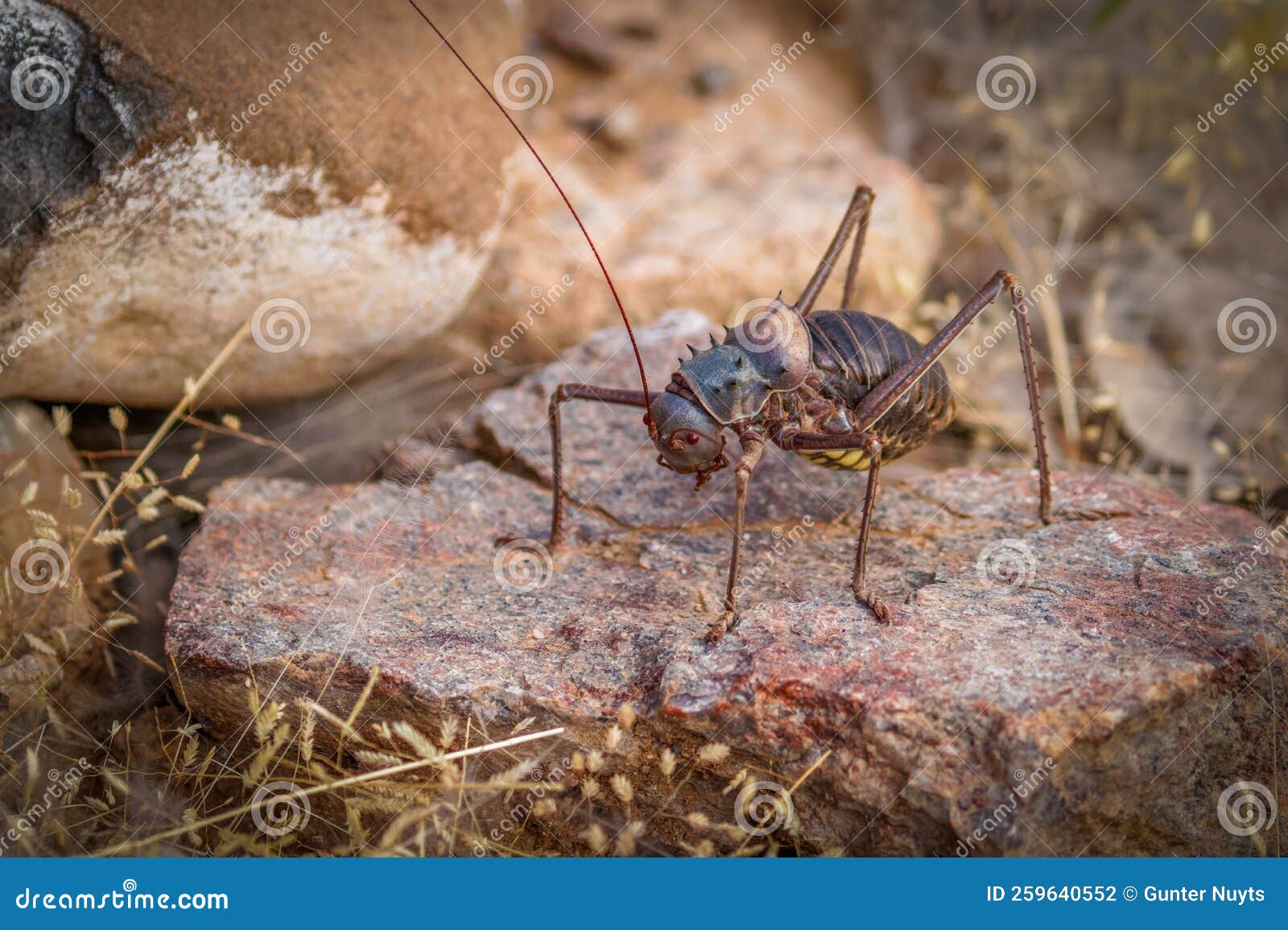 A Grasshopper Acanthoplus Discoidalis, Damaraland, Namibia. Stock Photo ...