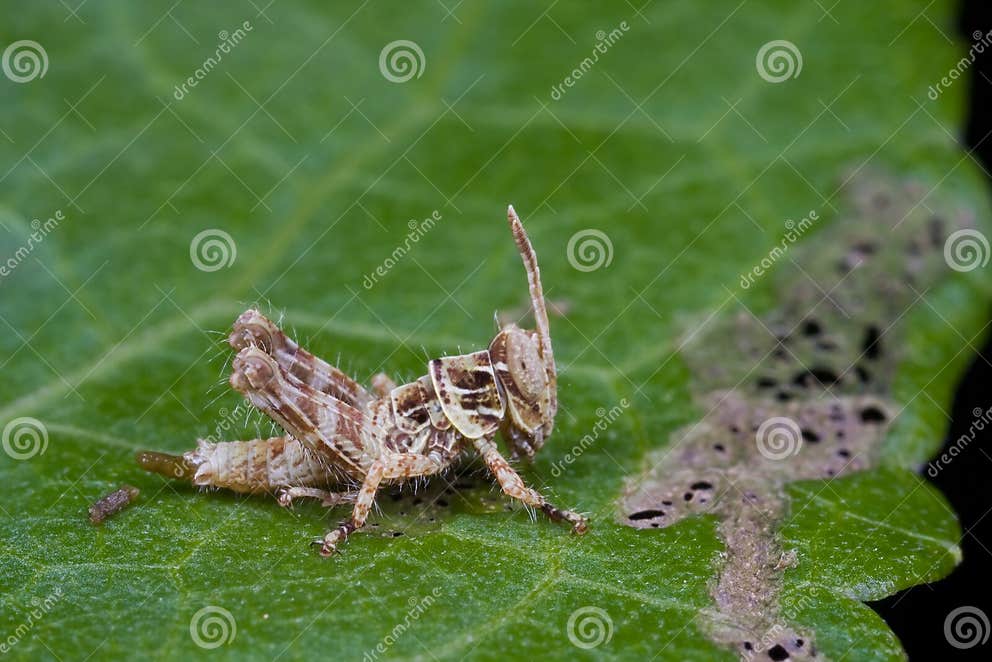 Grasshopper Answering Nature S Call Stock Image - Image of insect ...