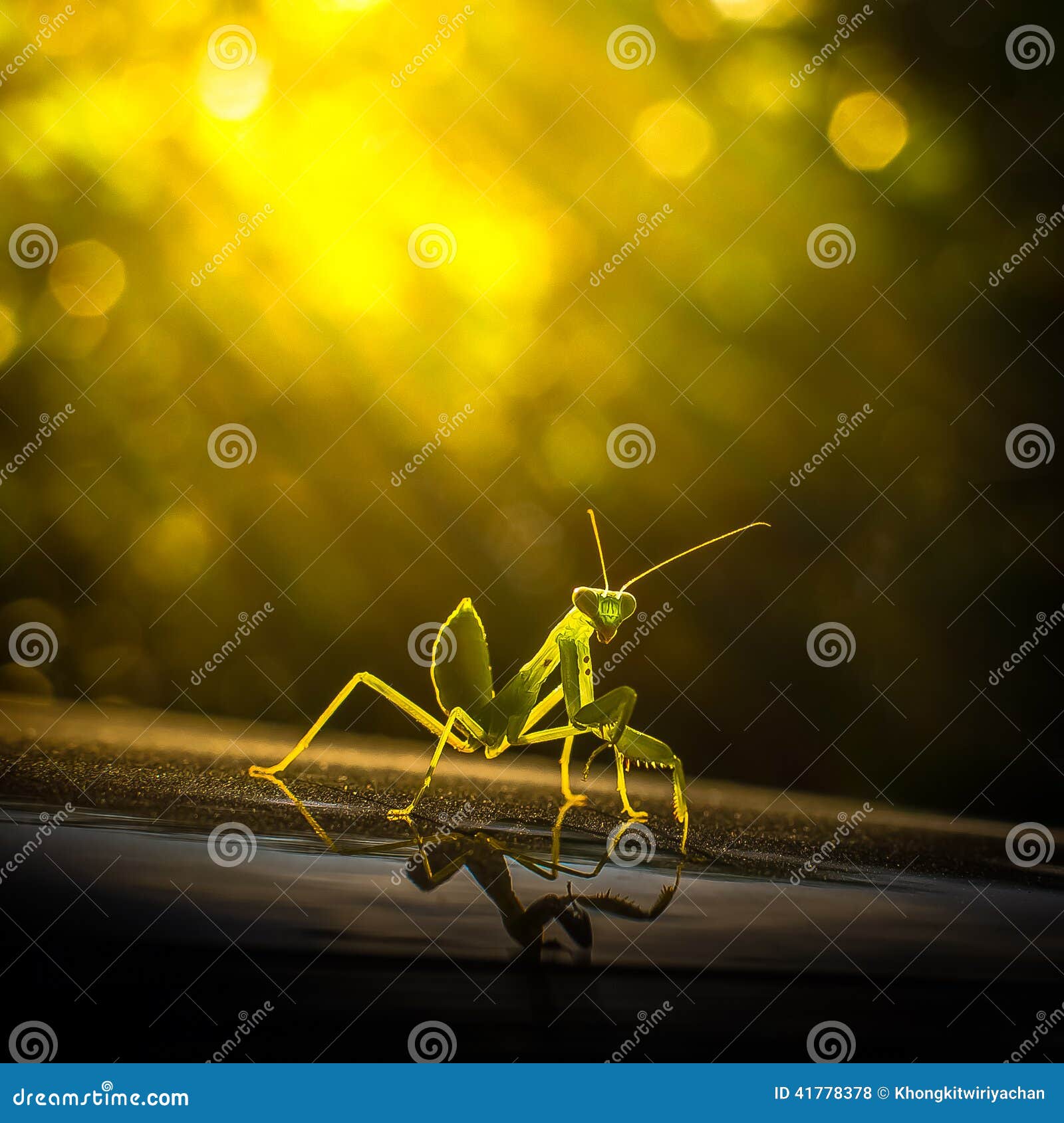 Grasshopper stock photo. Image of antennas, power, feeler - 41778378