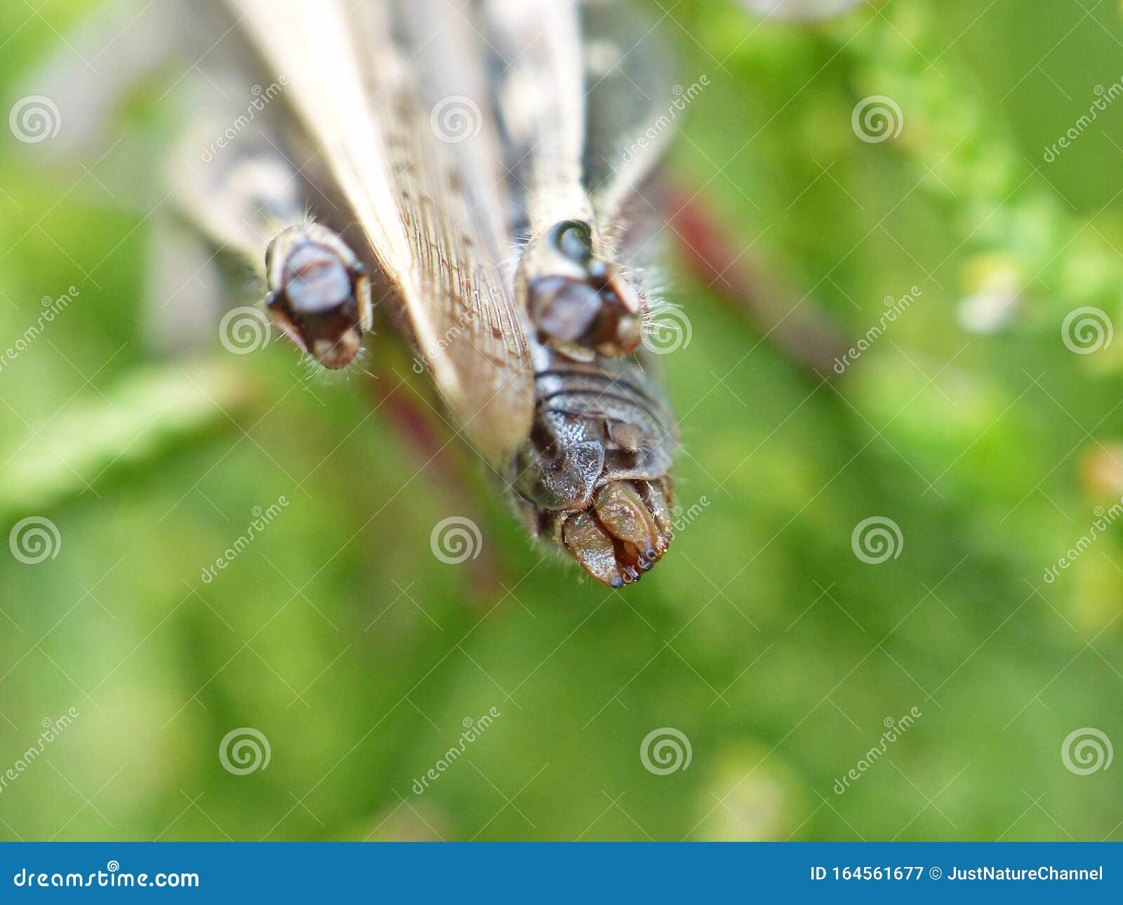 Grasshopper Back End stock image. Image of brown, green - 164561677