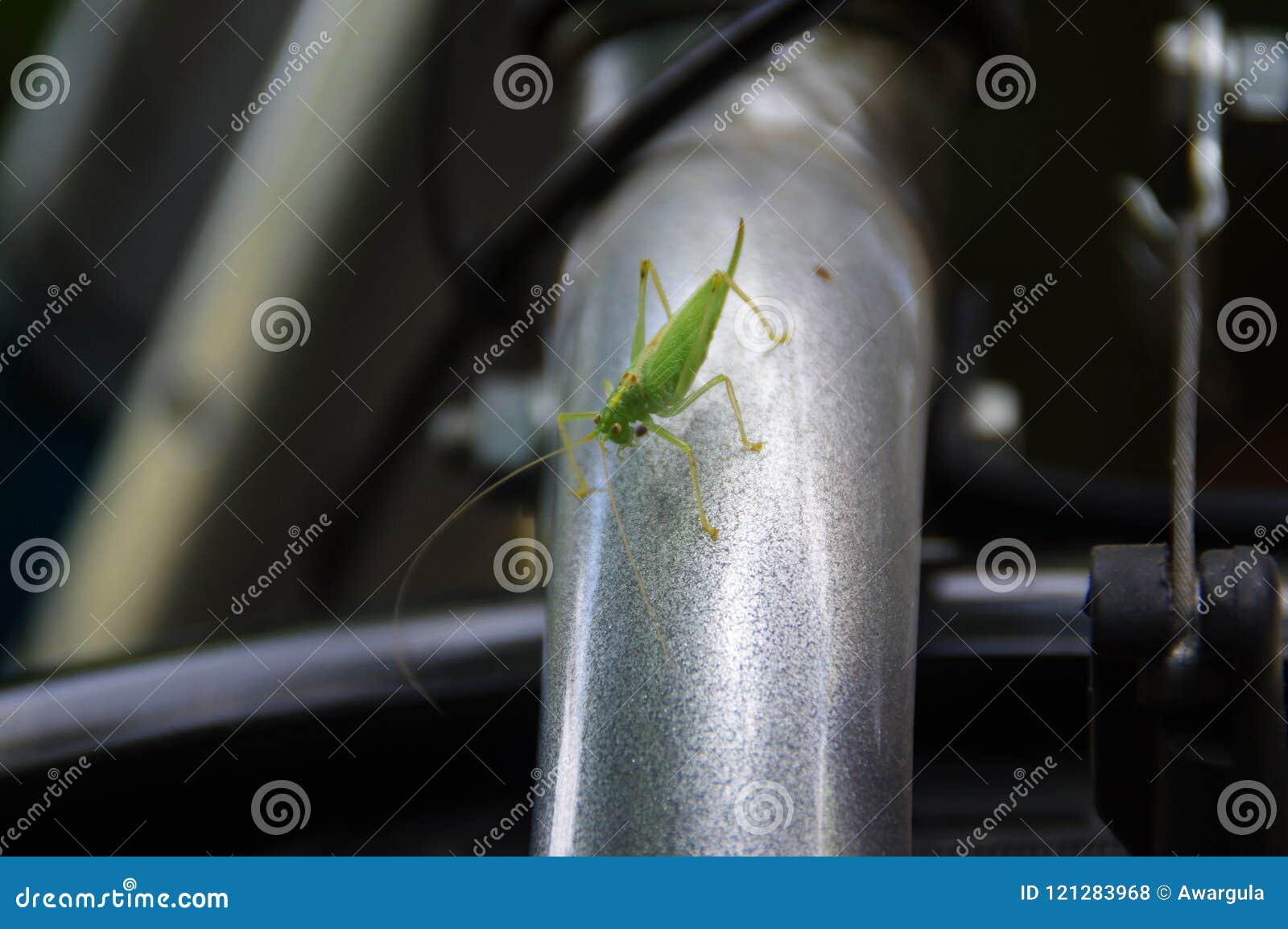 Grasshopper on bicycle stock photo. Image of animal - 121283968