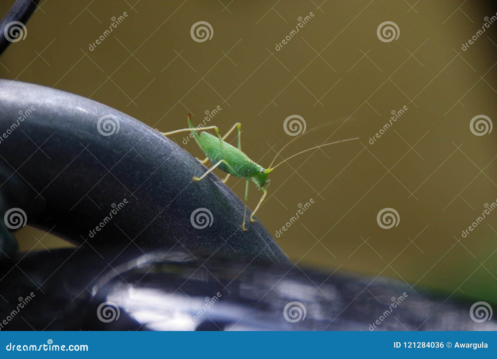 Grasshopper on bicycle stock photo. Image of natural - 121284036