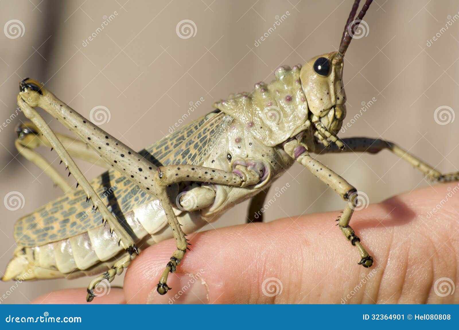 Huge Grasshopper, Desert Locust, Sitting on Hand in Africa Stock Image ...