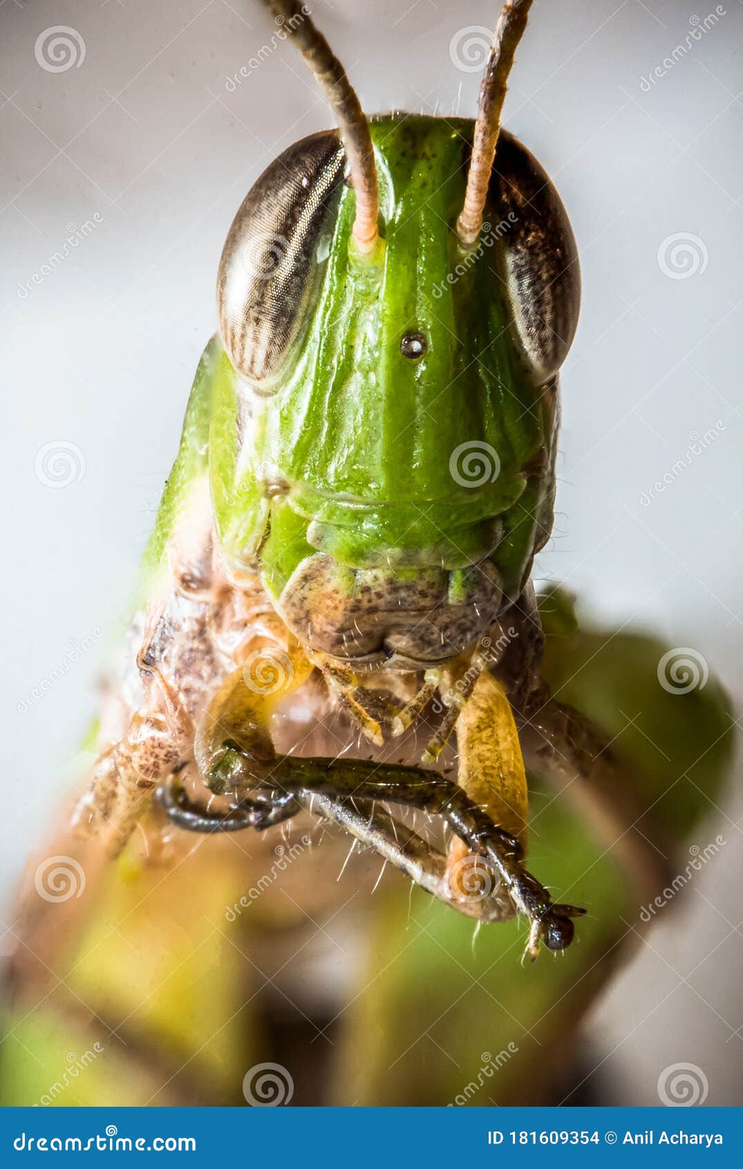 Grasshopper with big eyes stock photo. Image of animal - 181609354