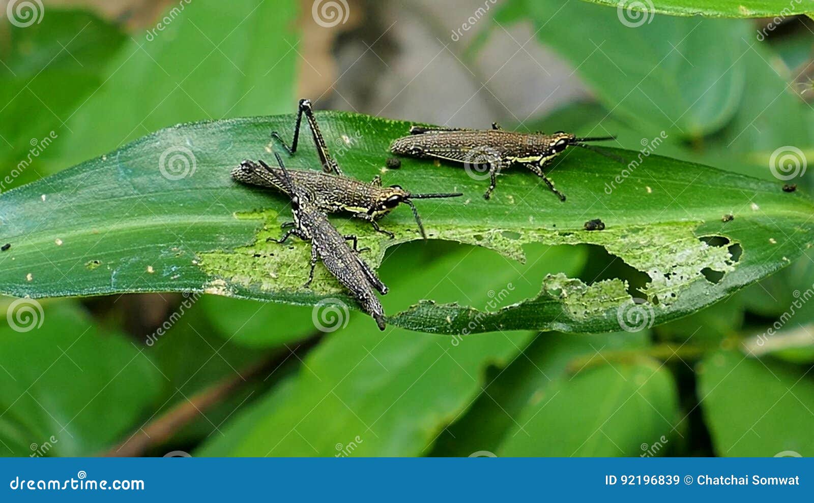 Grasshopper Bite Stock Footage & Videos - 55 Stock Videos