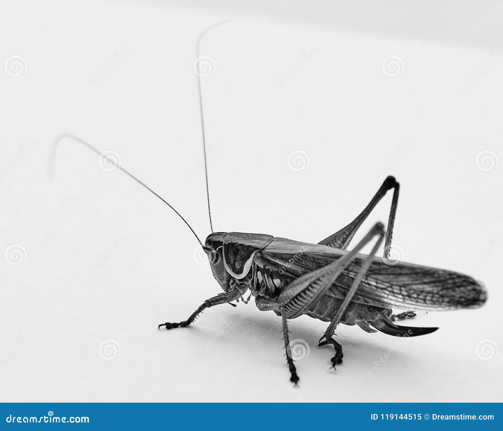 Grasshopper Black And White Stock Image | CartoonDealer.com #119144515
