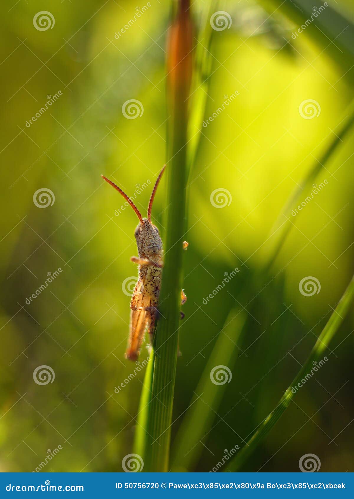 Grasshopper on a Blade of Grass in Spring Stock Photo - Image of ...
