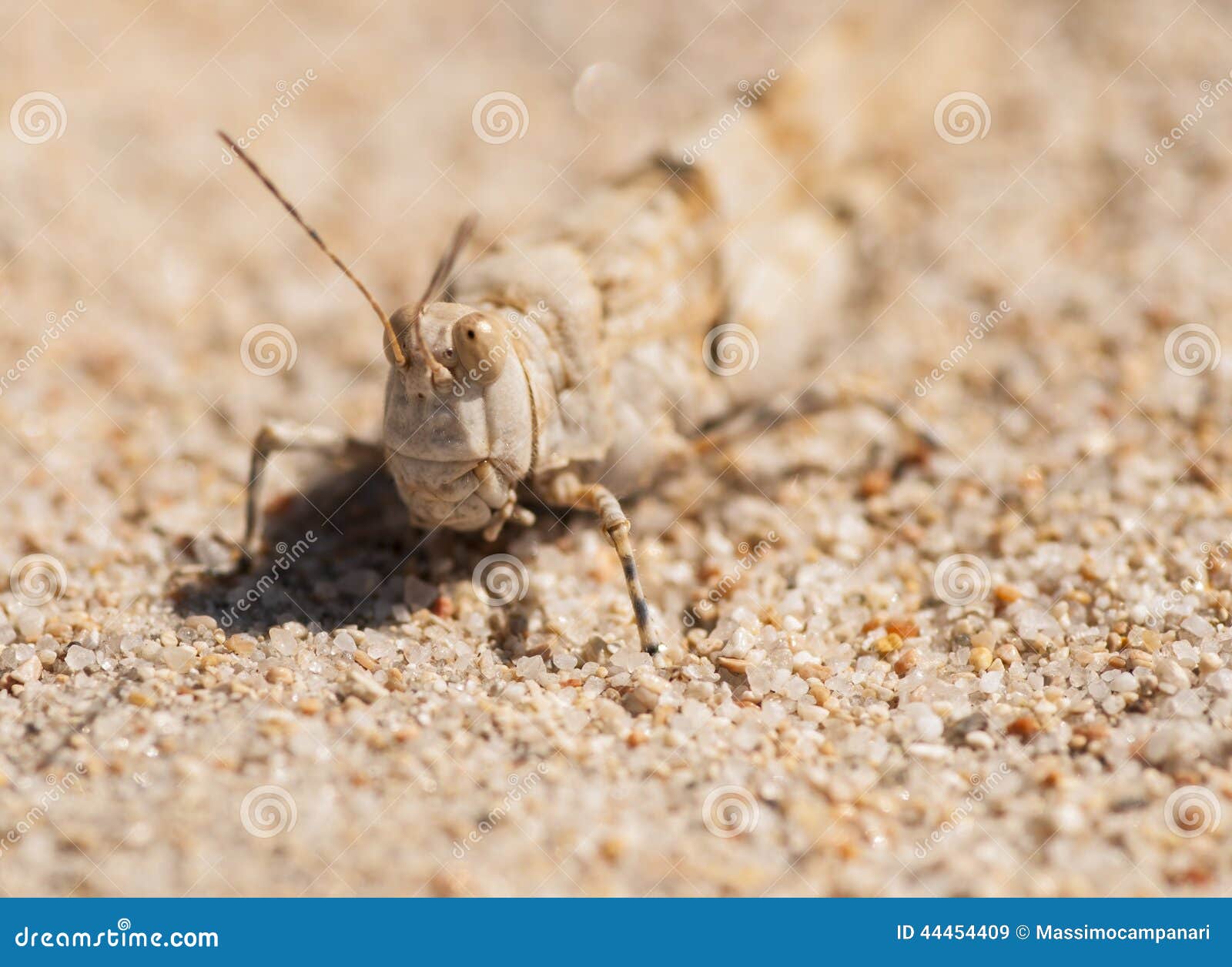 GRASSHOPPER Blends in the SAND Stock Image - Image of business ...