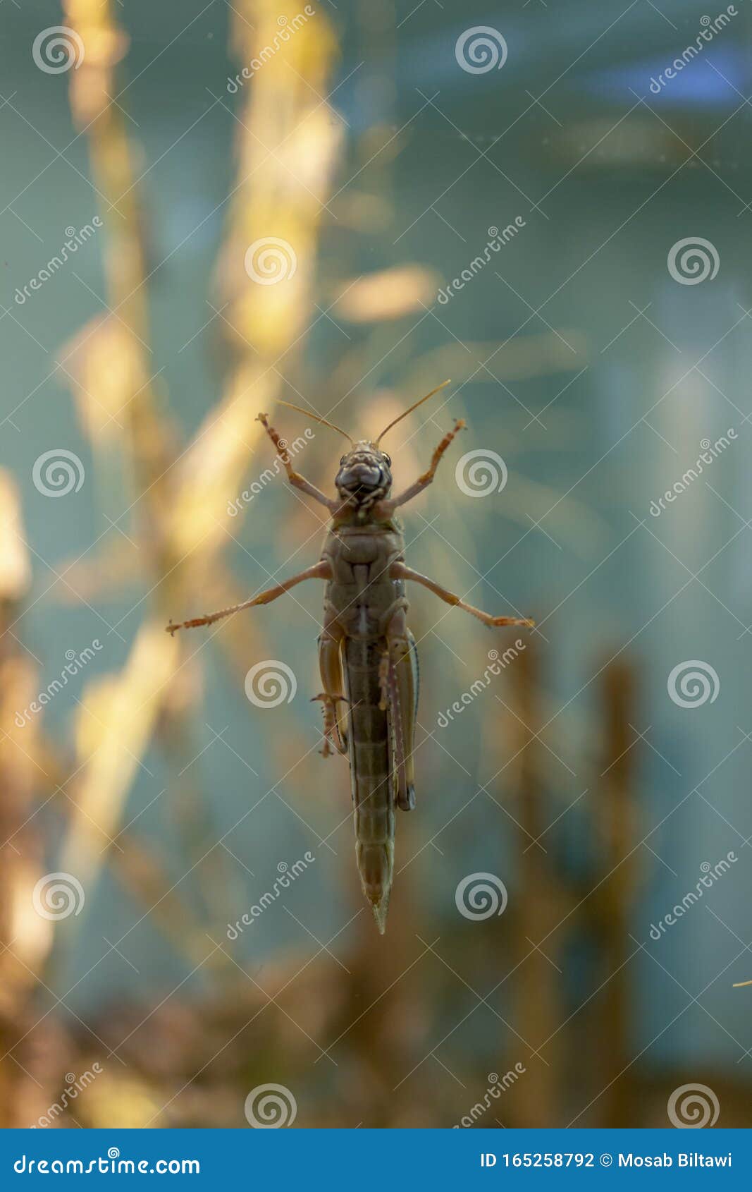 Grasshopper Bottom Bottom View Stock Photo - Image of creature, animal ...