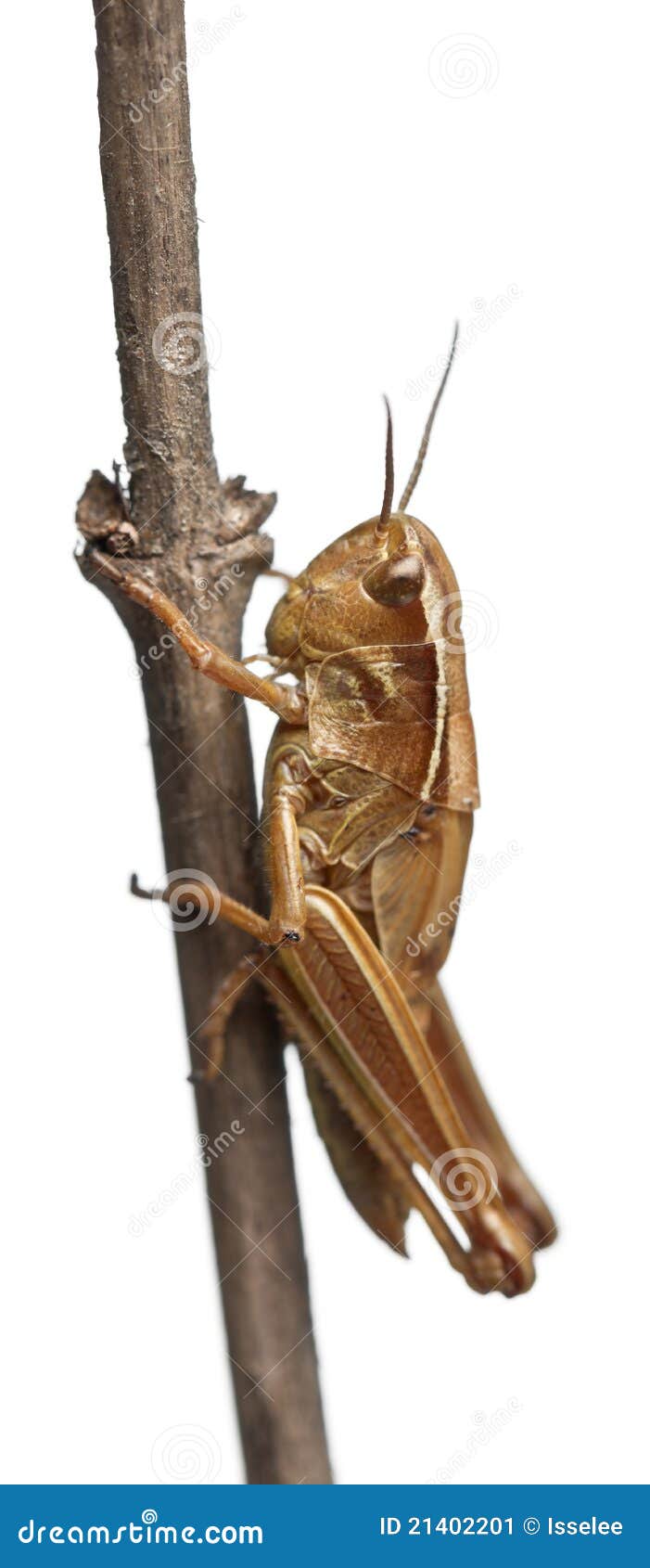 Grasshopper on branch stock image. Image of people, nature - 21402201