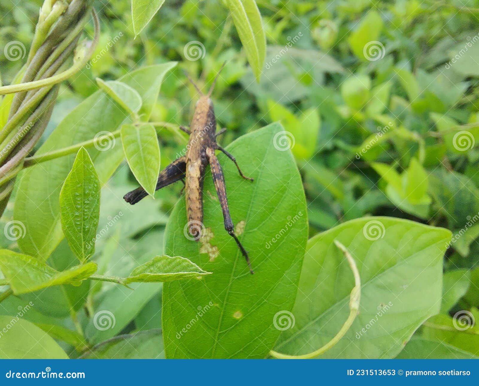 Grasshopper on a branch stock image. Image of jungle - 231513653
