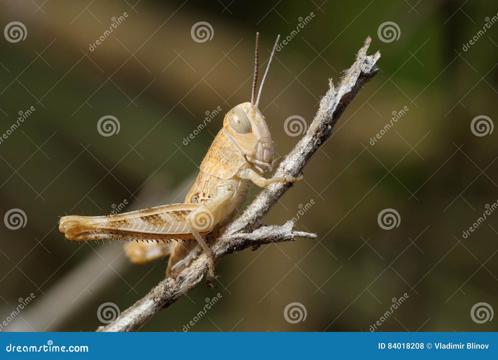 Grasshopper on a branch stock photo. Image of yellow - 84018208