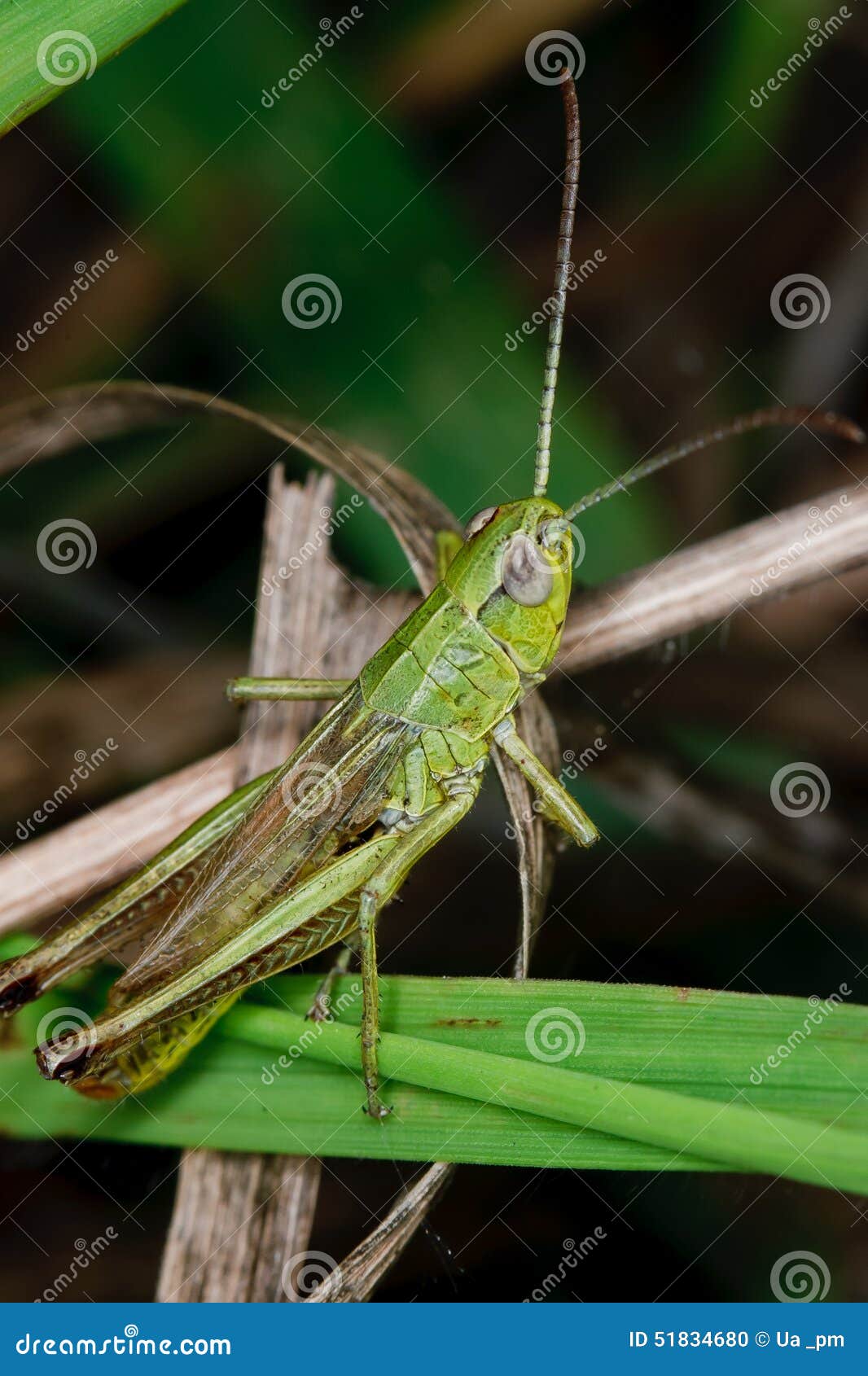 Grasshopper on a branch stock photo. Image of green, wild - 51834680