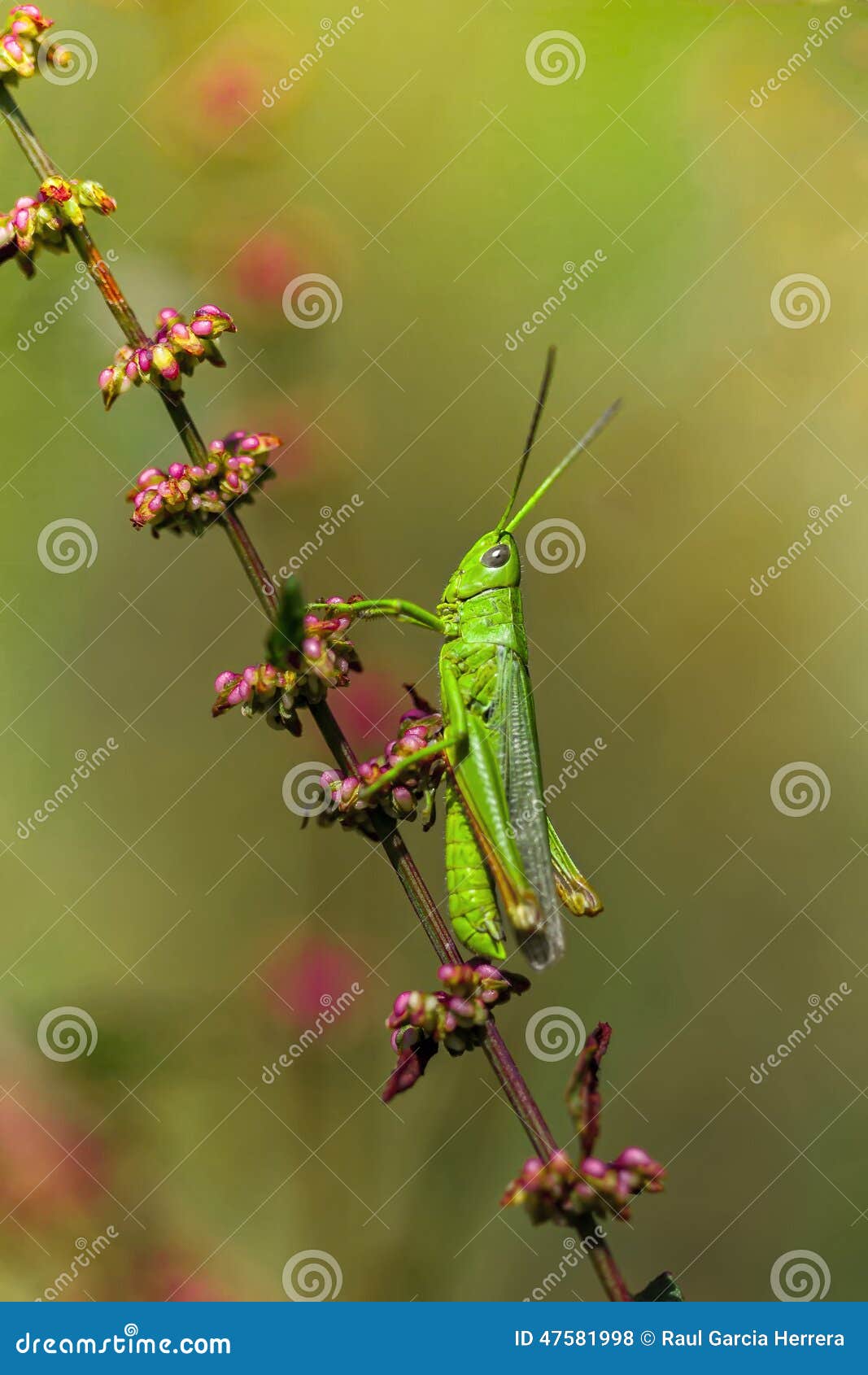 Grasshopper on branch stock photo. Image of pests, wild - 47581998