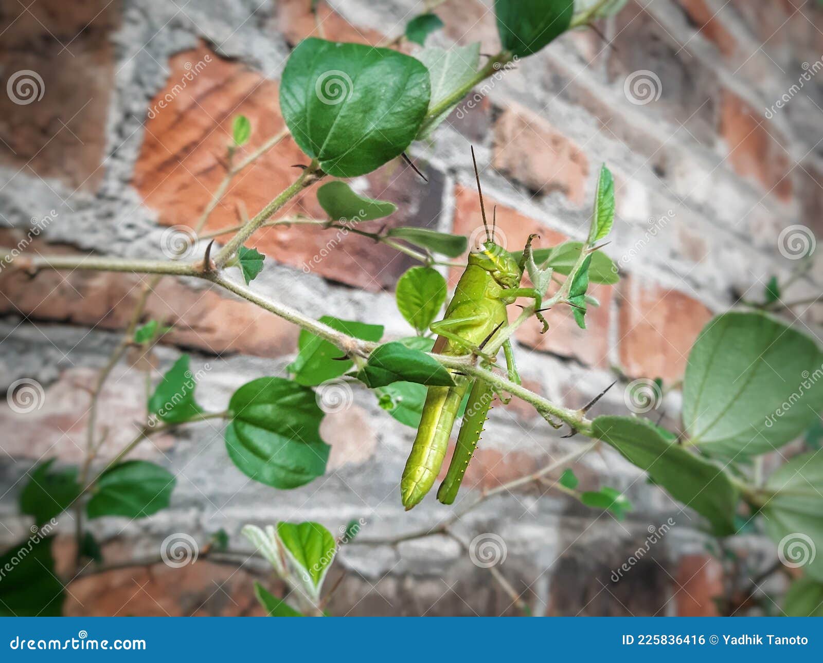 Grasshopper on the Branch of the Thorny Arabian Bidara Tree Stock Photo ...