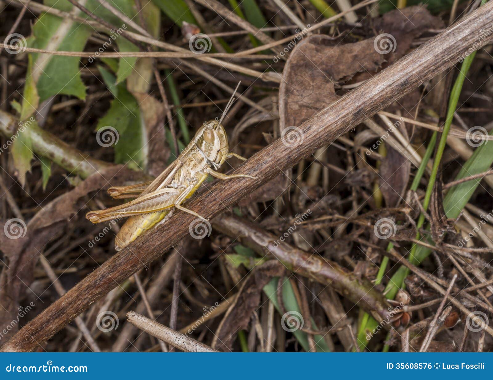 Grasshopper on a branch stock photo. Image of colorful - 35608576