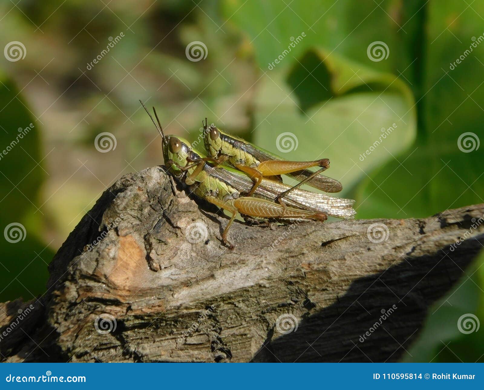 Femalegrasshopper Stock Photos - Free & Royalty-Free Stock Photos from ...
