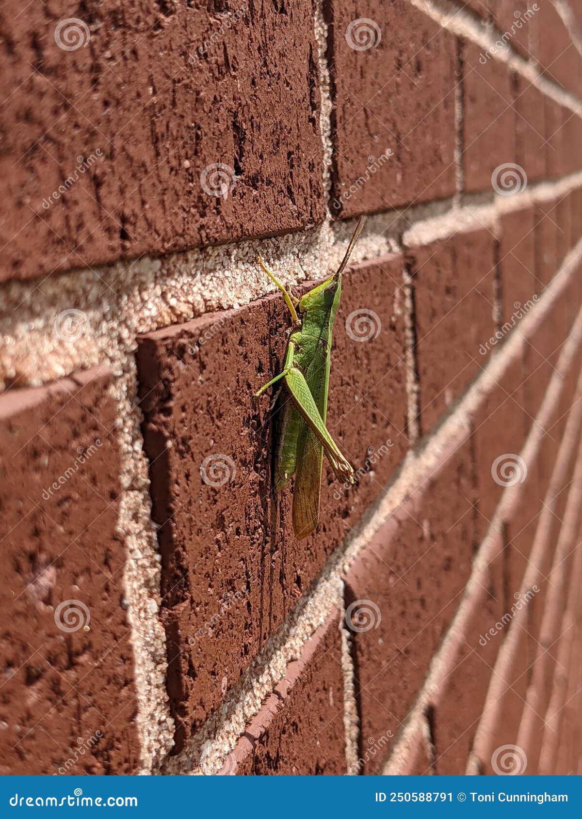 A Grasshopper on a Brick Wall Stock Image - Image of brown, brickwork ...