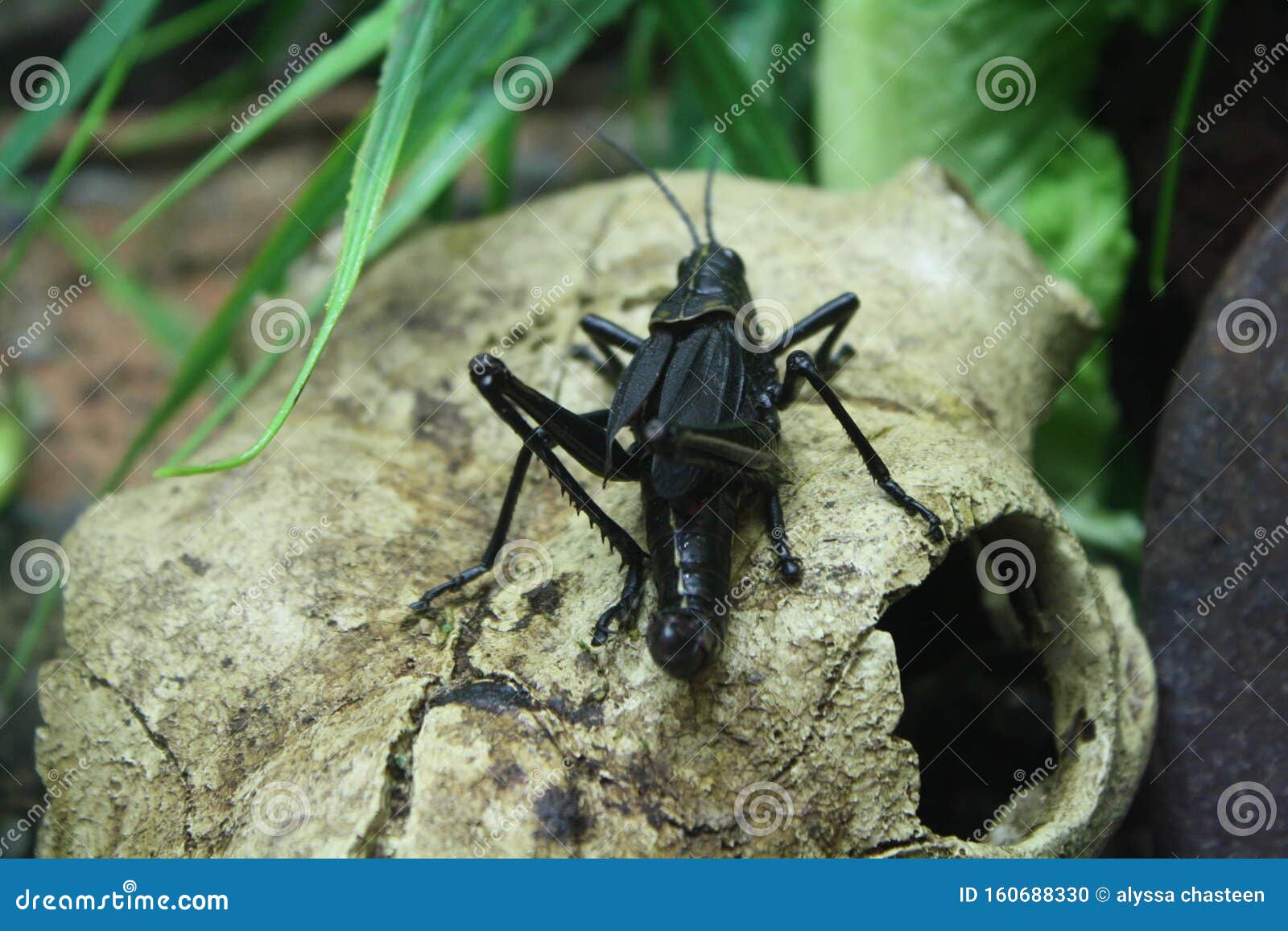 Grasshopper stock photo. Image of cricket, chirp, grasshopper - 160688330