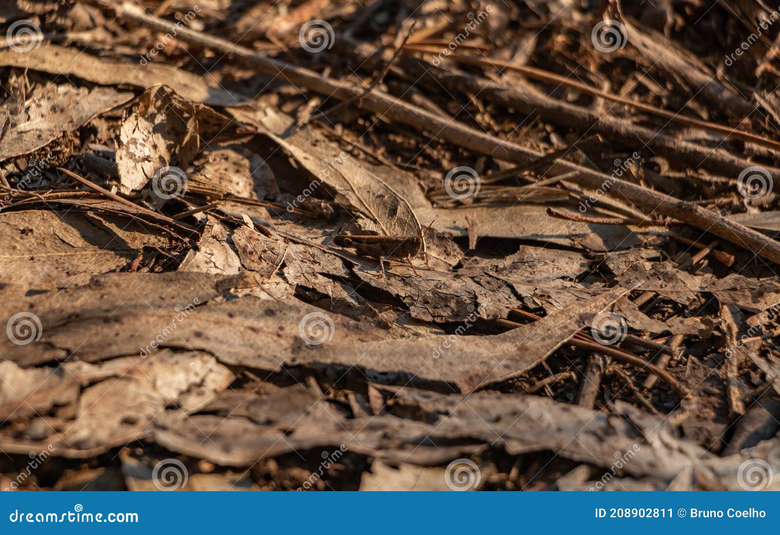 Grasshopper Camouflage stock image. Image of grasshopper - 208902811