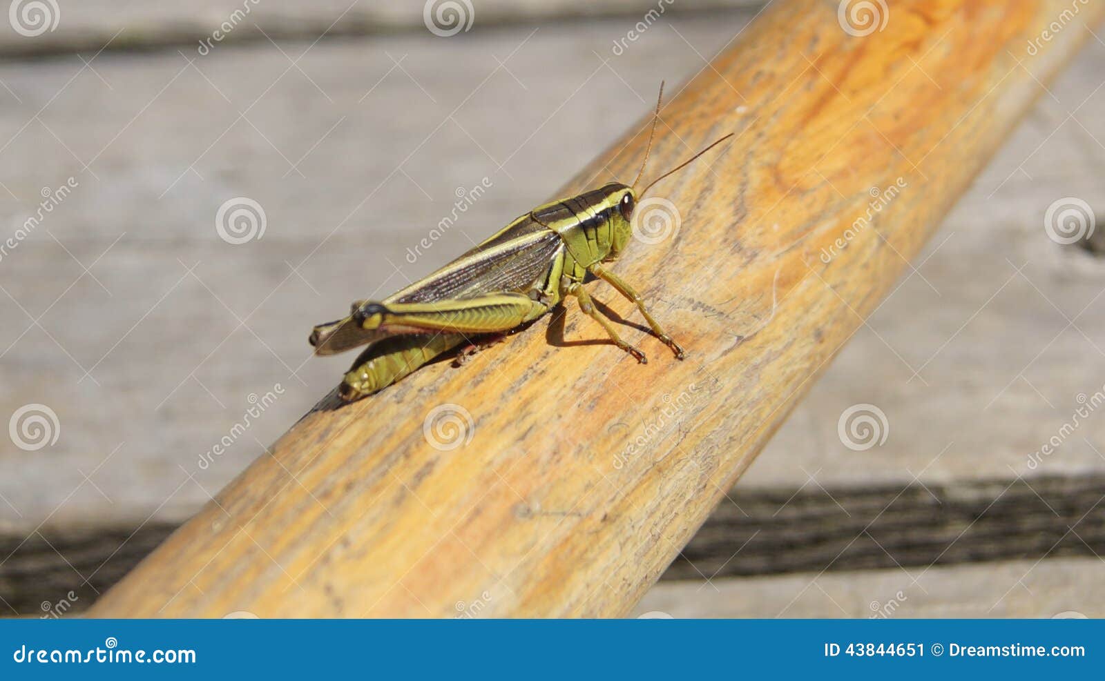 Canoe Bugs Photos - Free & Royalty-Free Stock Photos from Dreamstime