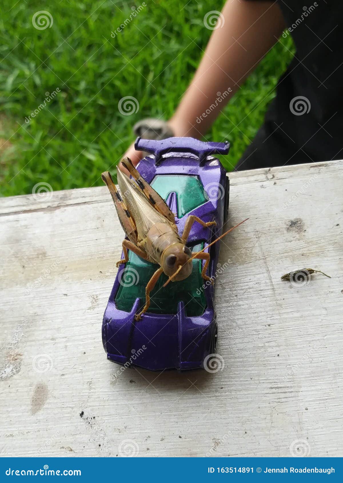 Grasshopper stock image. Image of grasshopper, ride - 163514891