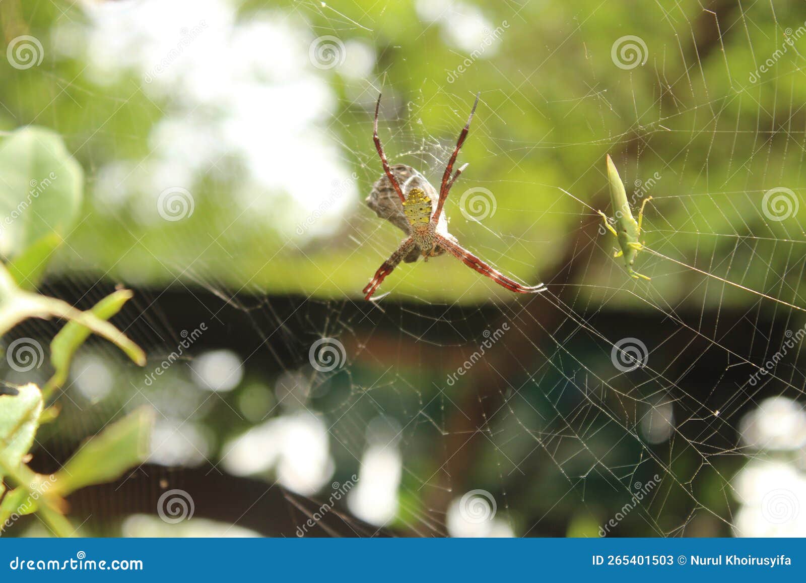The Grasshopper is Caught in the Spider S Webs Stock Image - Image of ...