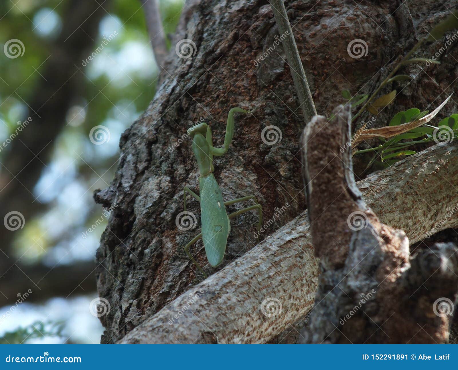 Grasshopper, Central Java Indonesia Stock Image - Image of hill, farm ...
