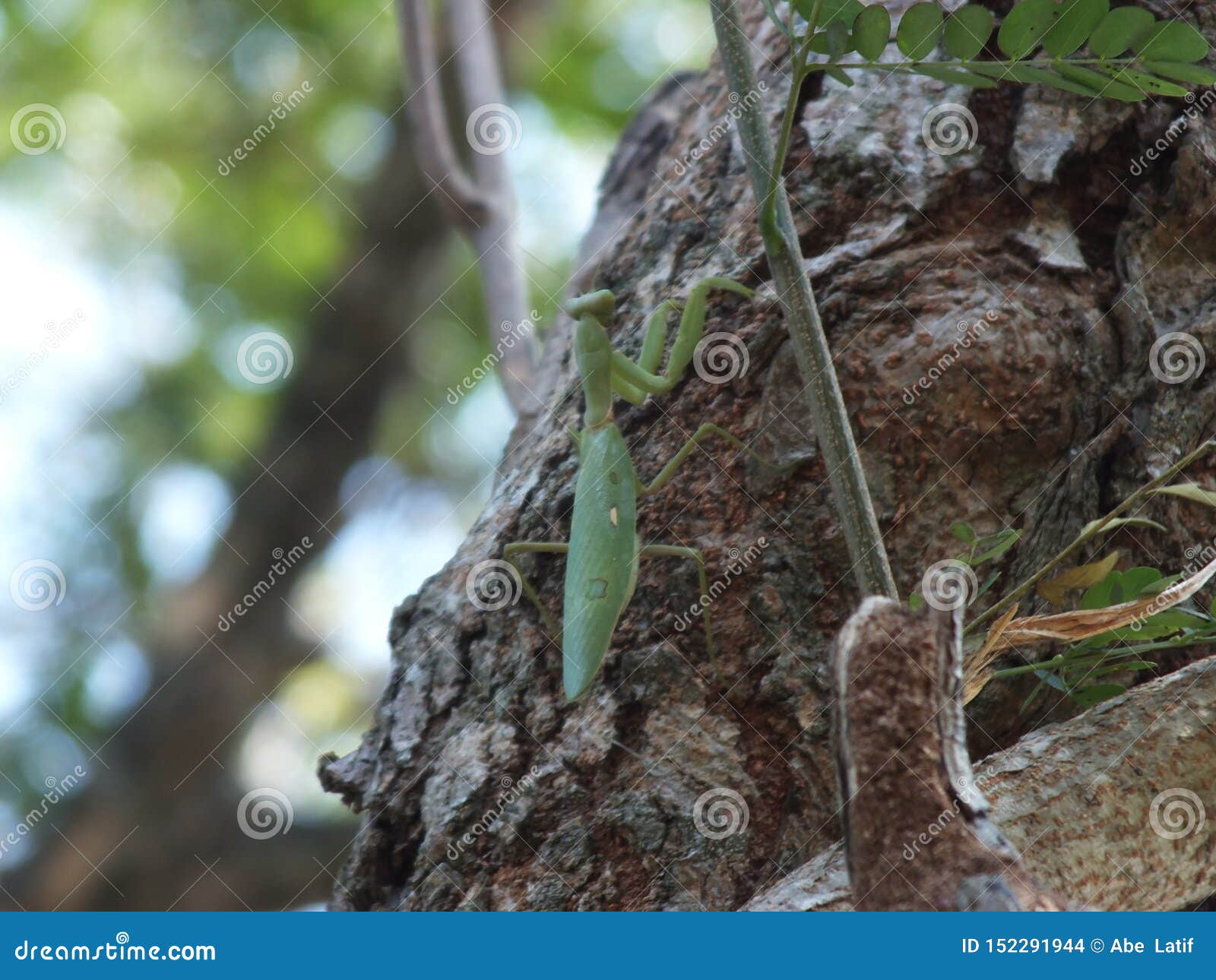 Grasshopper, Central Java Indonesia Stock Photo - Image of animal ...