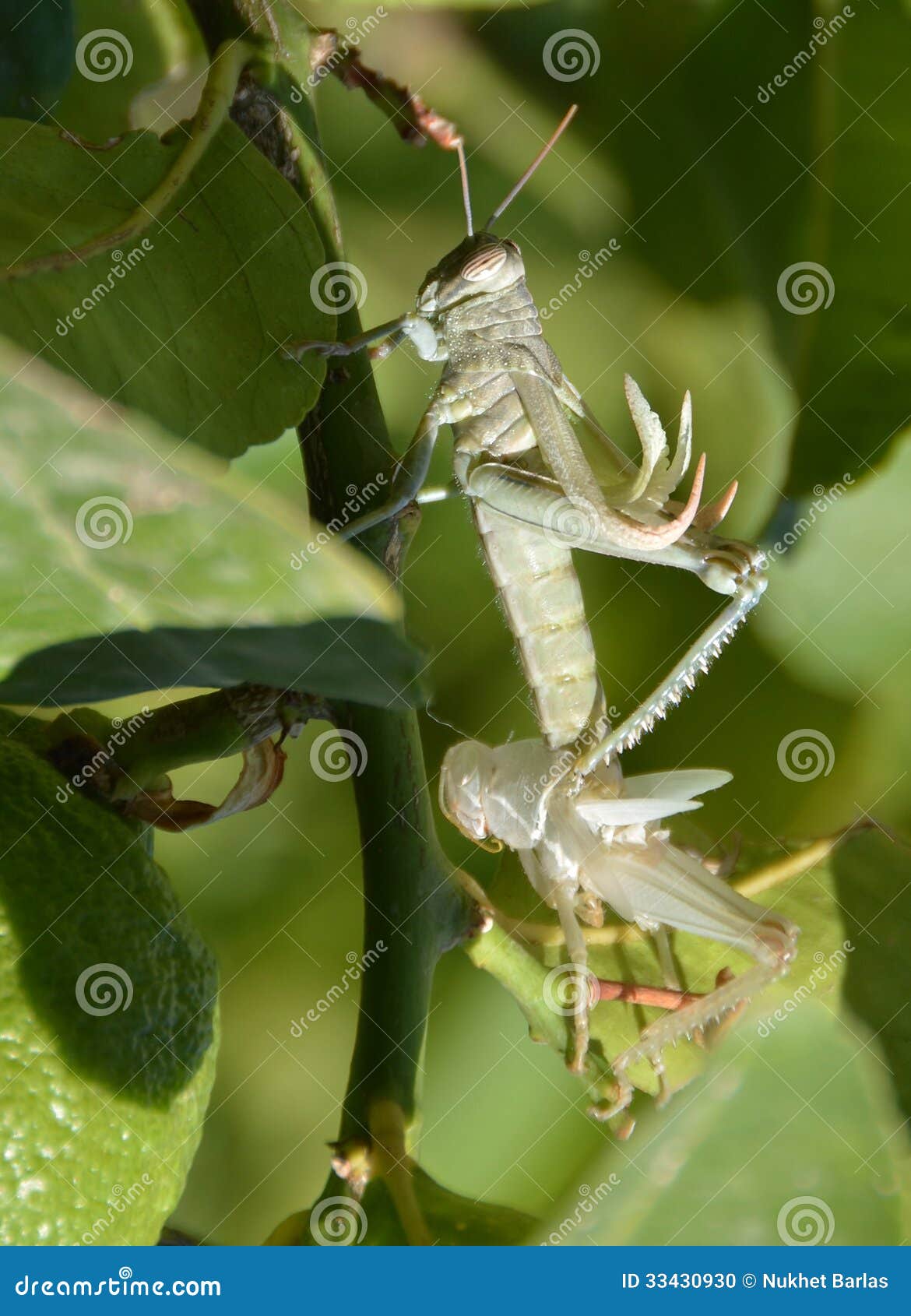 Grasshopper changing skin stock photo. Image of lemon - 33430930