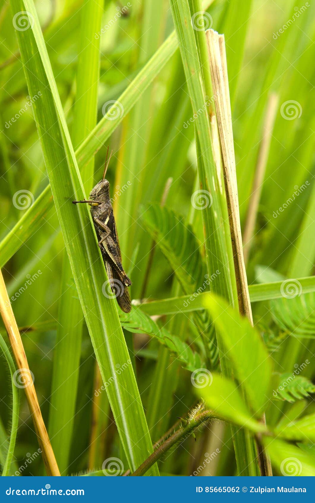 Grasshopper stock photo. Image of midday, little, beauty - 85665062