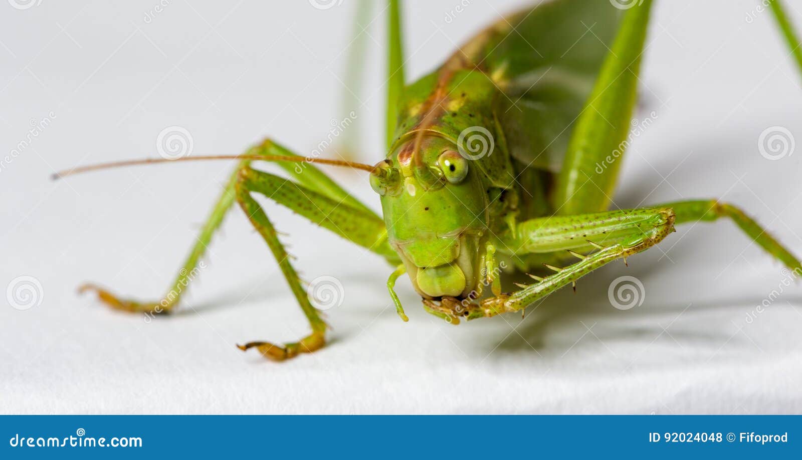 Grasshopper Cleaning Its Feeler, Isolated on White Stock Photo - Image ...