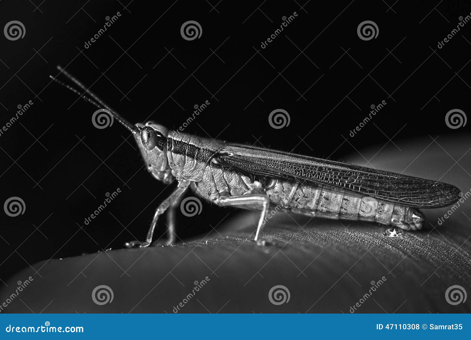 Grasshopper stock photo. Image of natural, legs, color - 47110308
