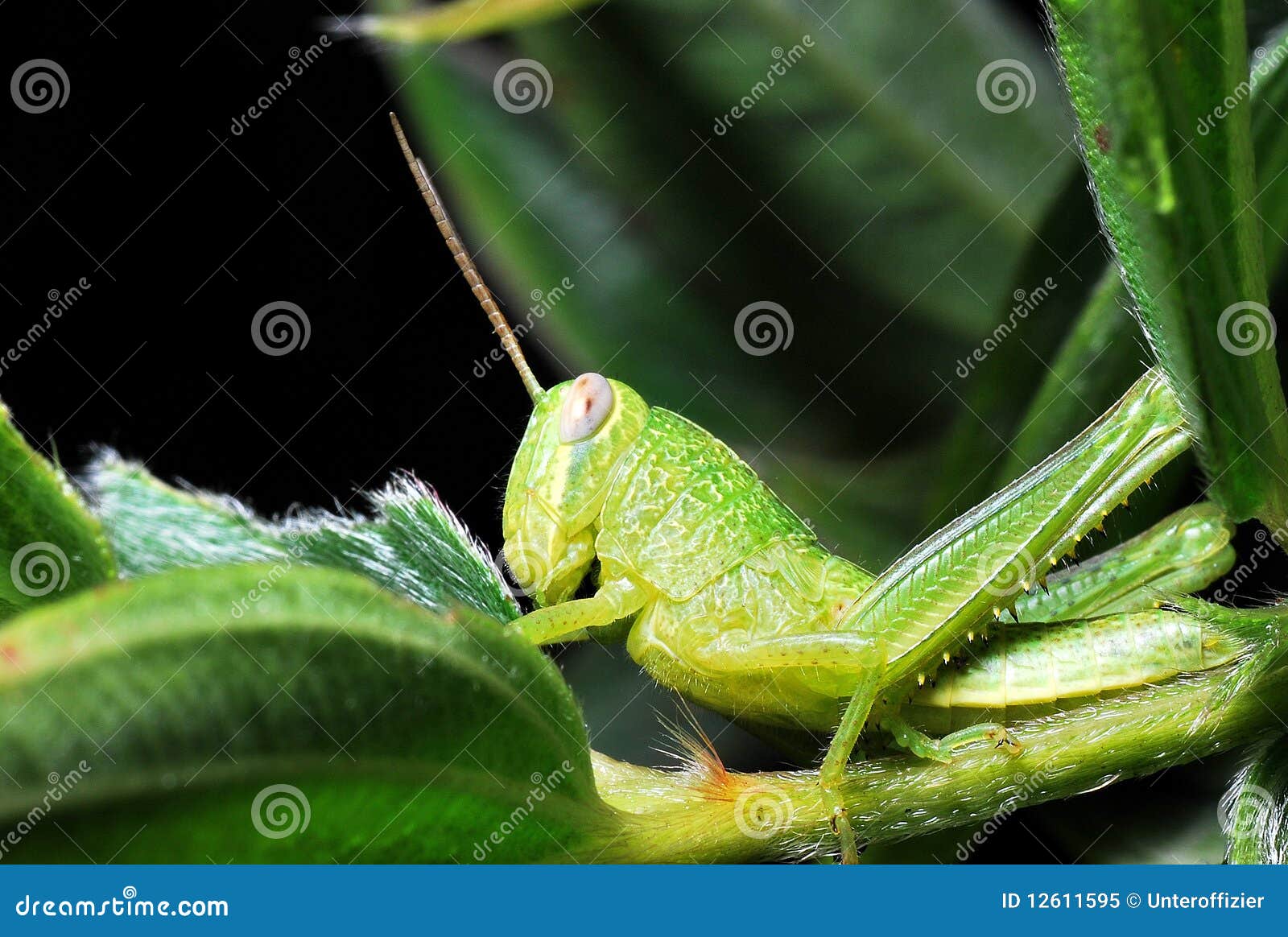 Grasshopper close up stock image. Image of eyes, garden - 12611595