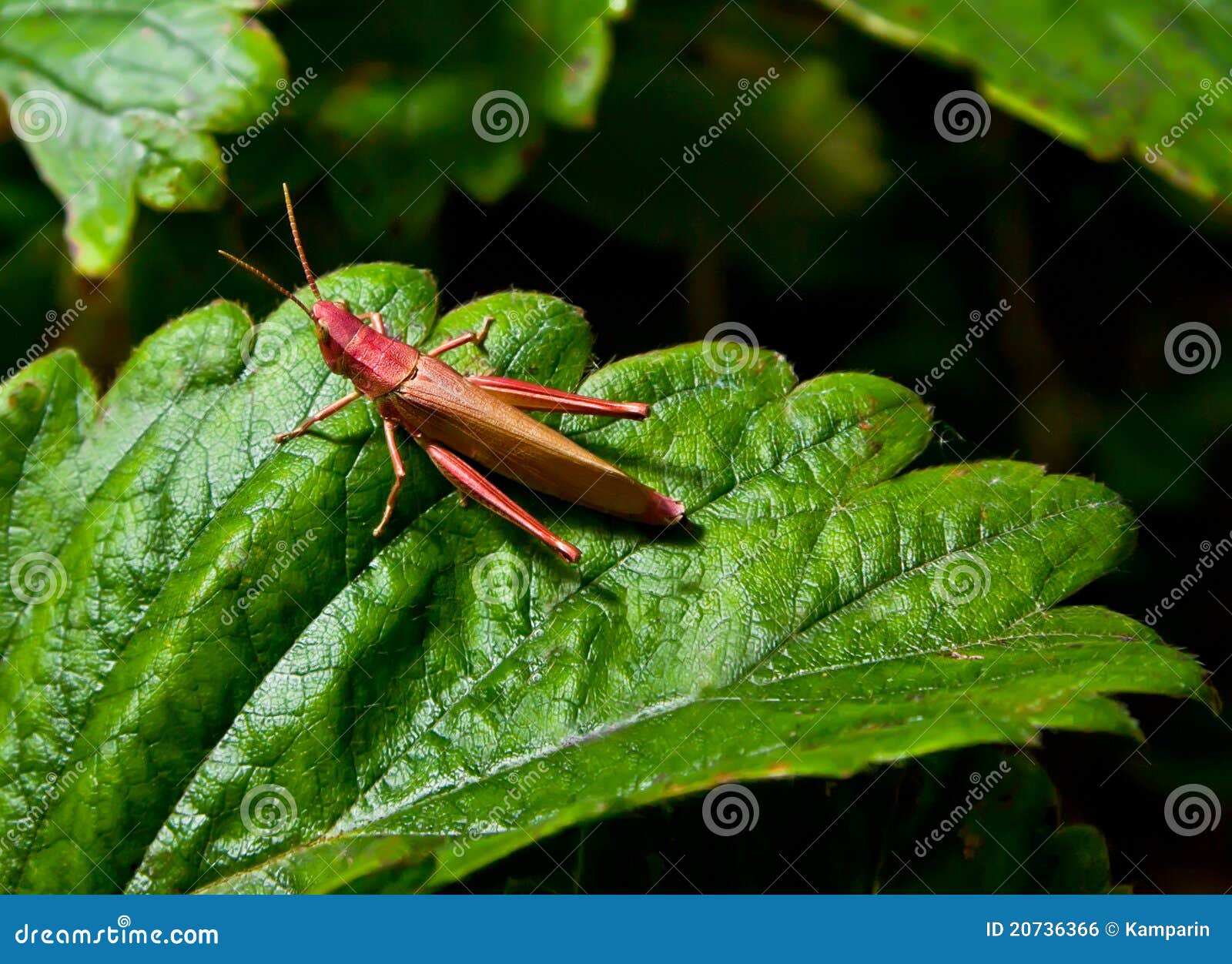 Grasshopper close-up stock photo. Image of horizontal - 20736366