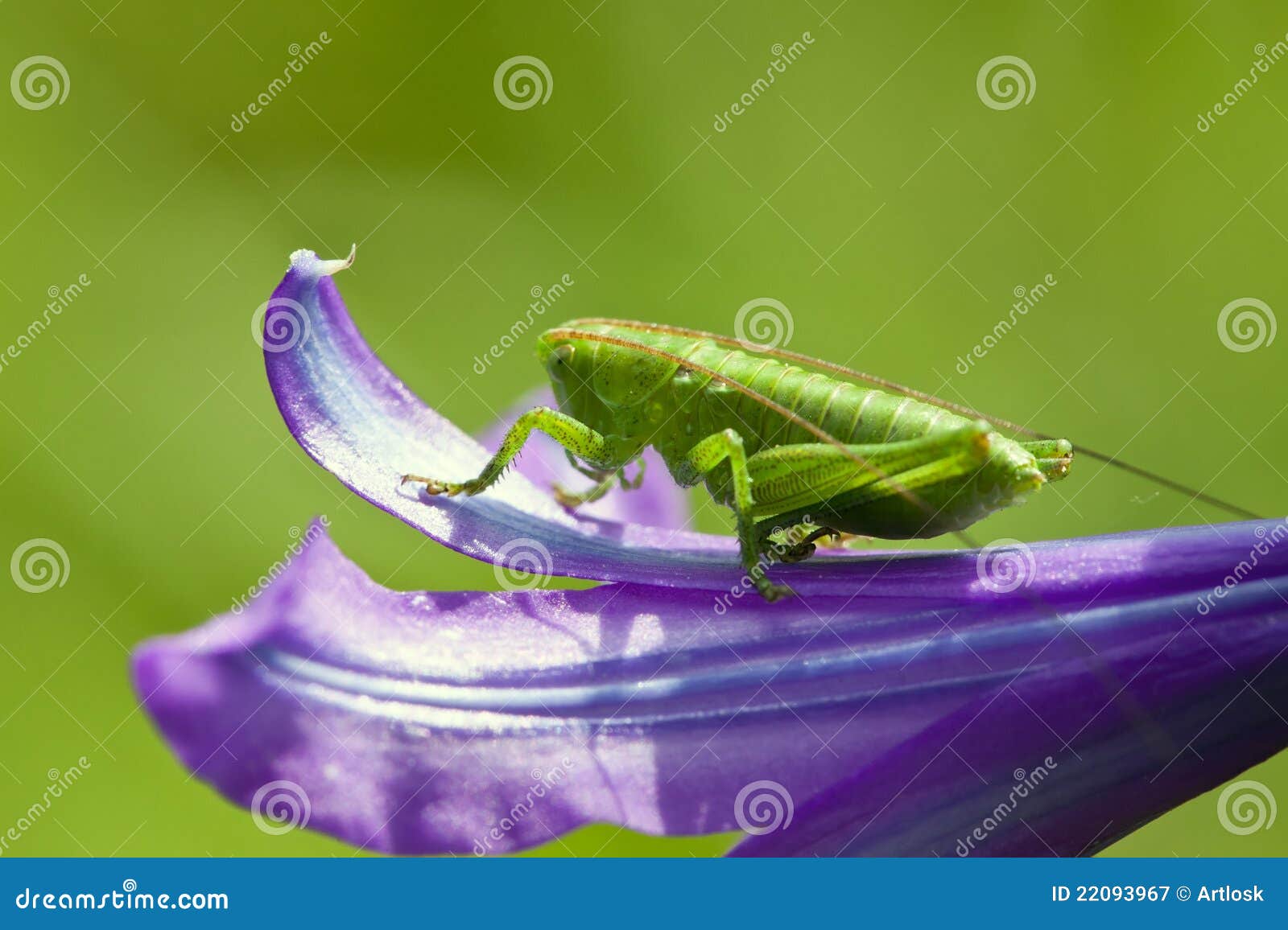 Grasshopper Close-up stock image. Image of scale, blooming - 22093967