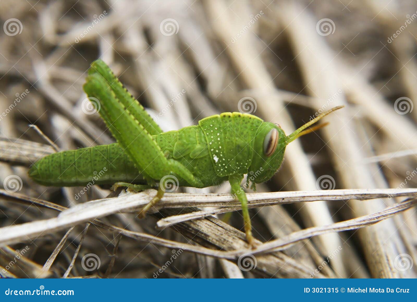 Grasshopper close up stock image. Image of animal, jumping - 3021315