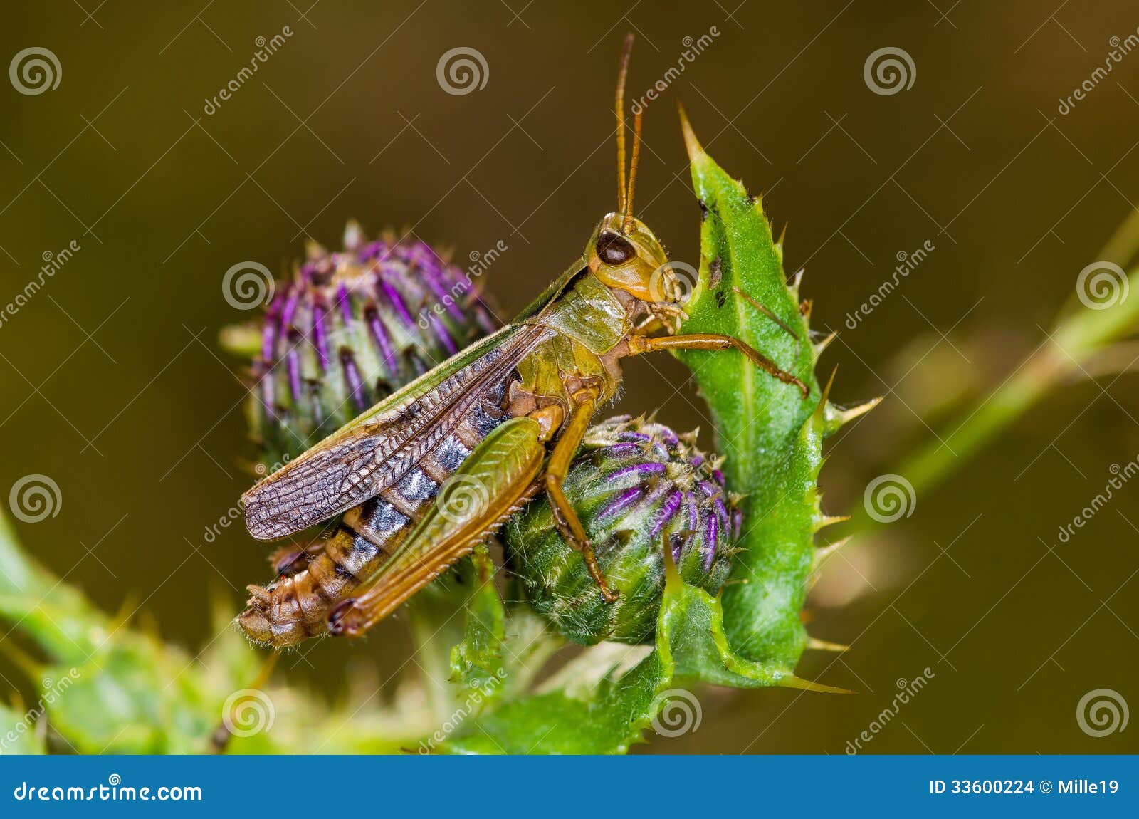 Grasshopper close-up stock photo. Image of green, grasshopper - 33600224