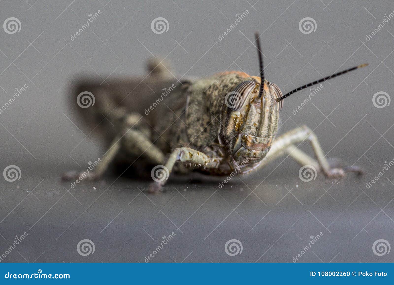 Grasshopper close up stock photo. Image of pretty, face - 108002260