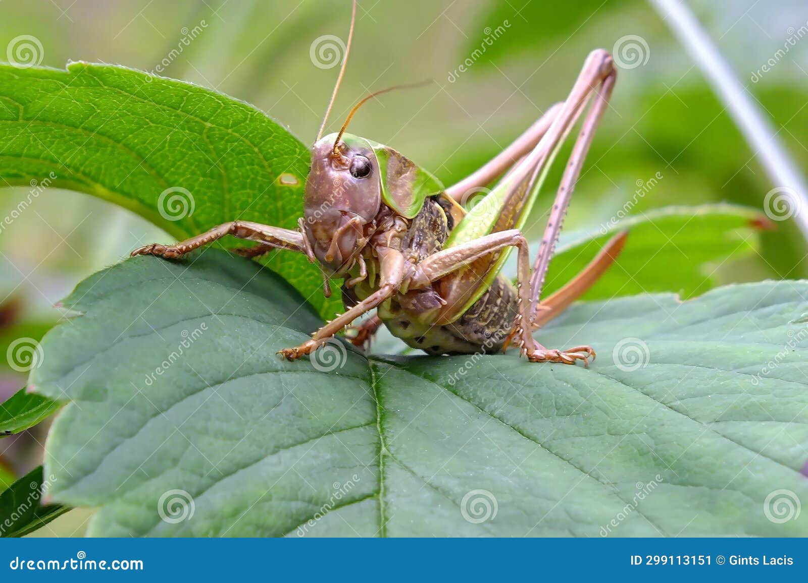 Grasshopper Close-up on a Green Leaf in the Forest. Stock Image - Image ...